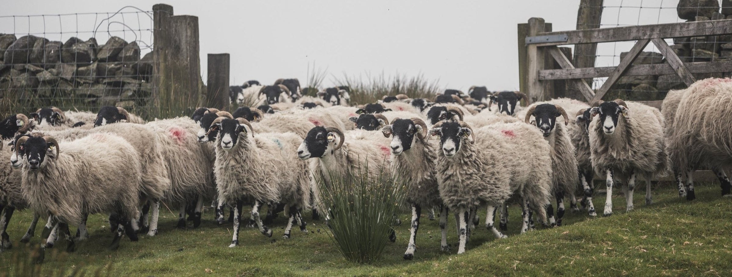 What is British Wool and why do we use it? | Glencroft