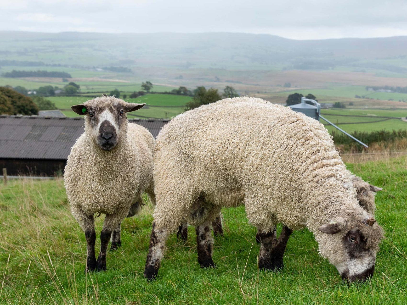 Clapdale Wool Child's Beanie and Scarf Knitting Pattern | Glencroft